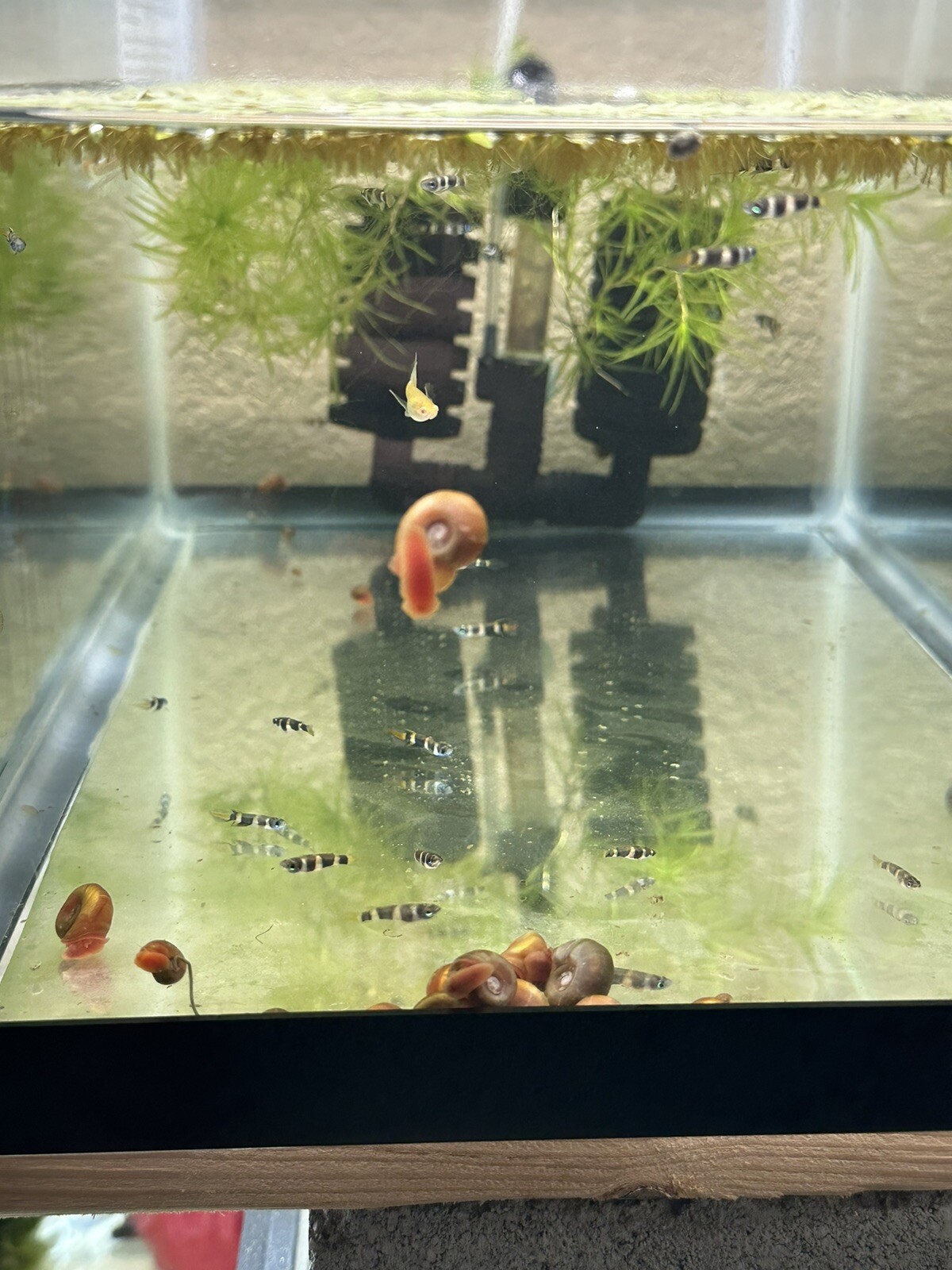 Killifish for sale >> killi.co.uk