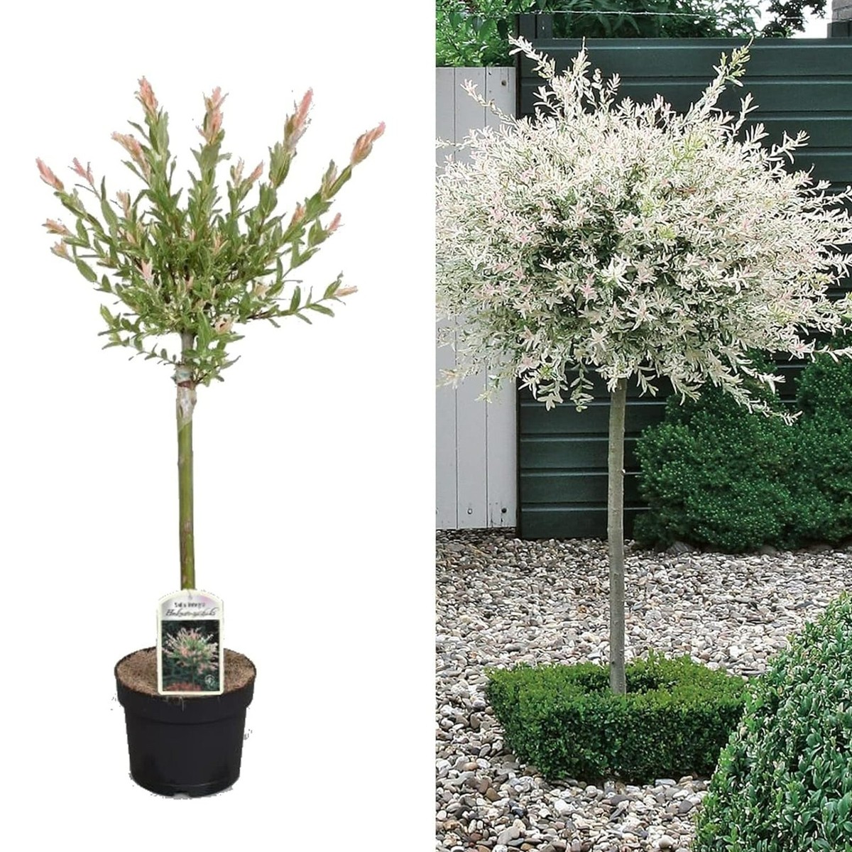 Willow Hakuro Nishiki Tree Form