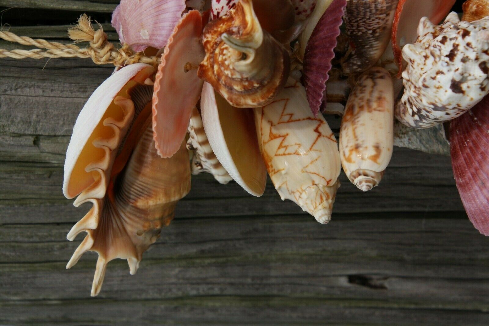 UPSCALE SEASHELL MOBILE, heavy with beautiful shells, | eBay
