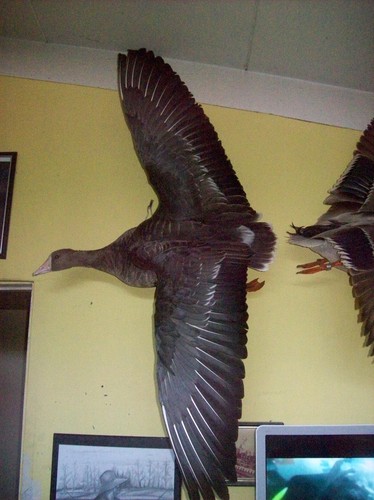 RNT QUACKHEAD Speck Tackler Specklebelly Goose Call for sale online | eBay