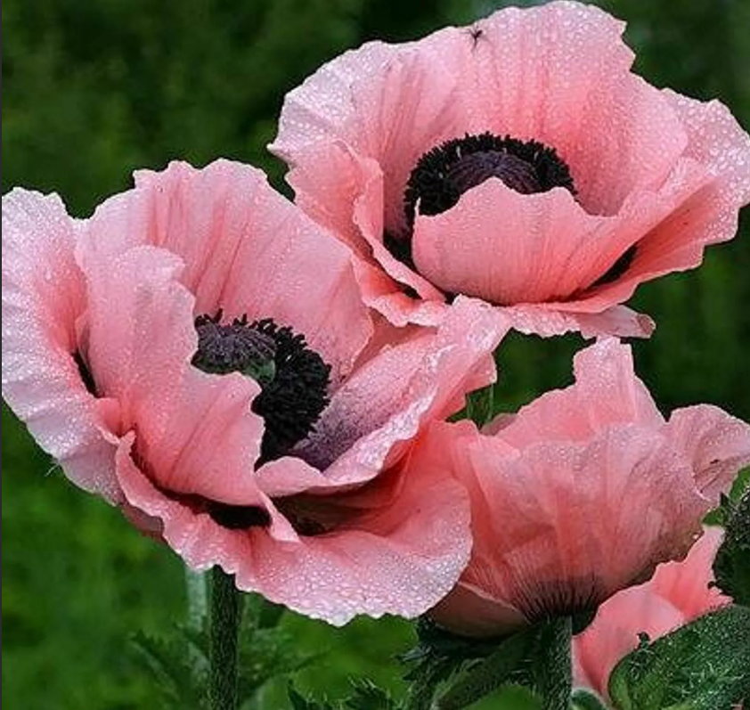 Garden Flowers 1200 Pink Corn Poppy Flower Seeds Papaver Rhoeas | eBay