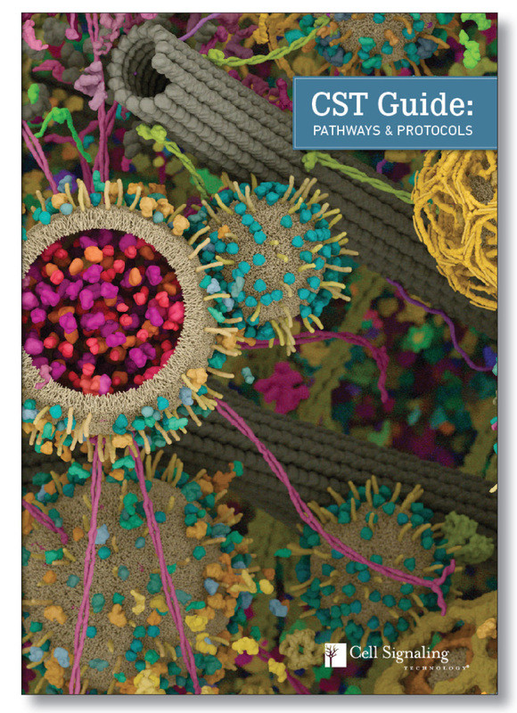 CST GUIDE: PATHWAYS & PROTOCOLS (Cell Signaling Technology) - HARDCOVER ...