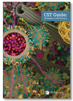 CST GUIDE: PATHWAYS & PROTOCOLS (Cell Signaling Technology) - HARDCOVER ...