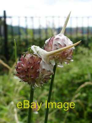 Photo 6x4 Crow garlic (Allium vineale) Growing at the top of one of the ...