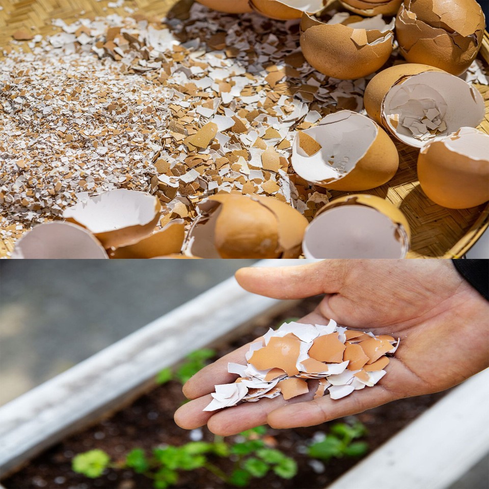 Organic Crushed Eggshells 100g Chicken Egg Shell fertilizer Calcium ...