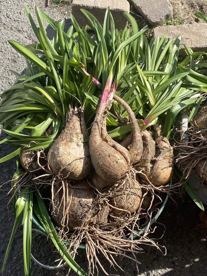 4 Large Pink Naked Lady Bulbs Live Plants Amaryllis Belladonna Lily ...