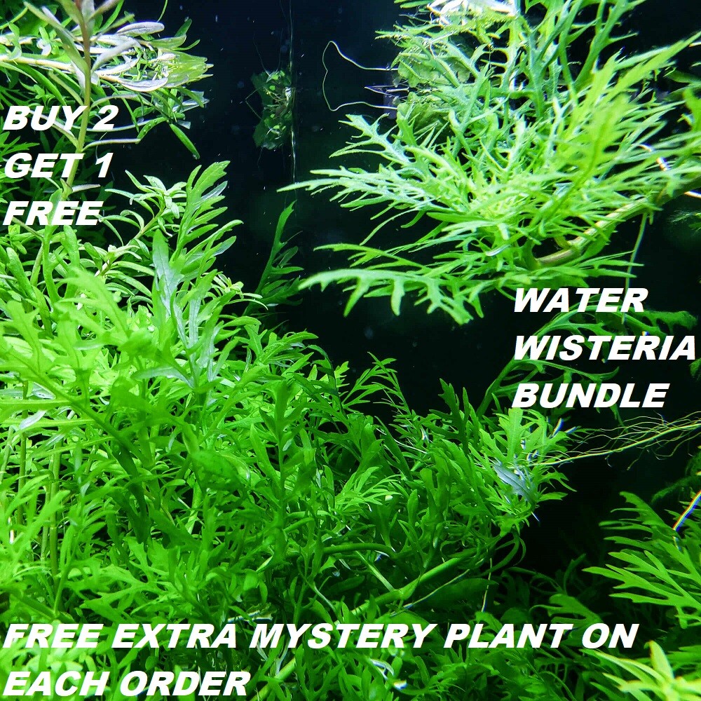 Water Wisteria Aquarium Plant for sale | Only 4 left at -65%