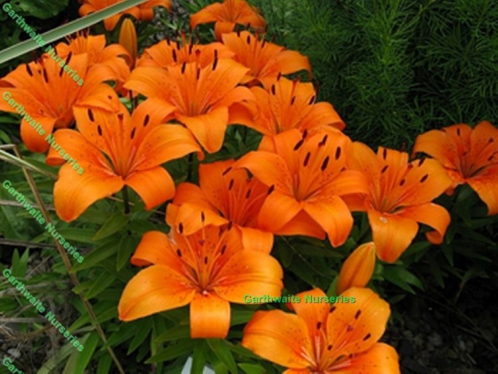 6 ORANGE ORIENTAL LILY BULBS GRADE 1 TRUMPET-SHAPED HIGHLY GARDEN ...