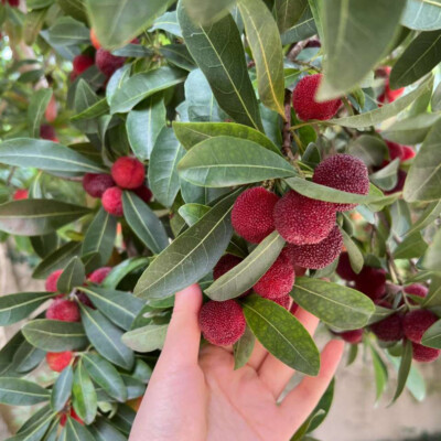 20Pcs Red Bayberry Seeds Myrica Rubra Chinese Strawberries Tree Organic ...