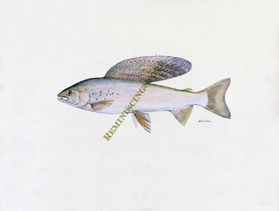 Alaska grayling ( Thymallus signifer Richardson ) By Rost Miles © 1935 ...