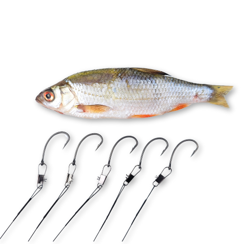 Zander Dead Bait Live Bait 5 x WIRE TRACE Fishing Dead Bait RIGS SIZE 2 ...