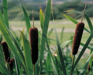 Lesser Bullrush - Slender Reed Mace - Typha angustifolia - 200 Seeds | eBay