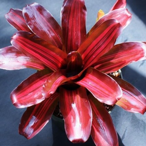 Bromeliad Neoregelia Zoe | eBay