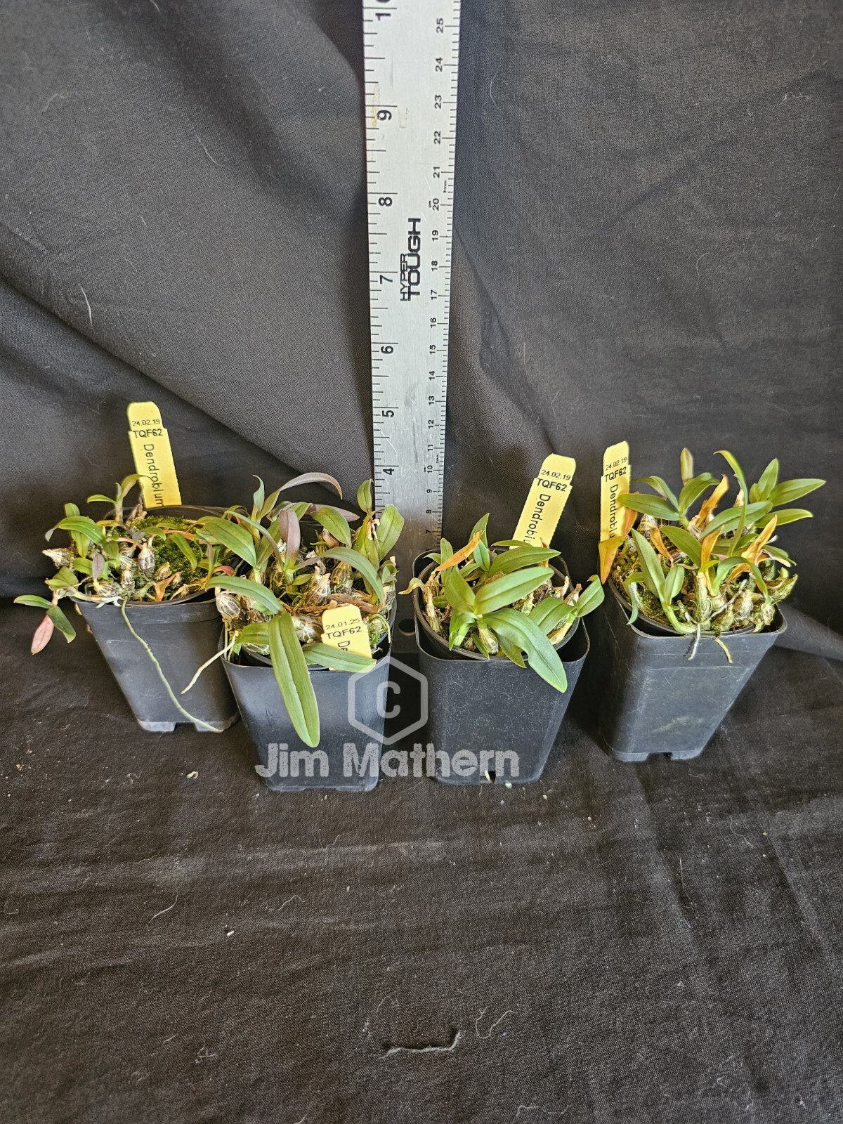 Dendrobium hekouense Blooming Size Miniature Dendrobium Orchid Species ...