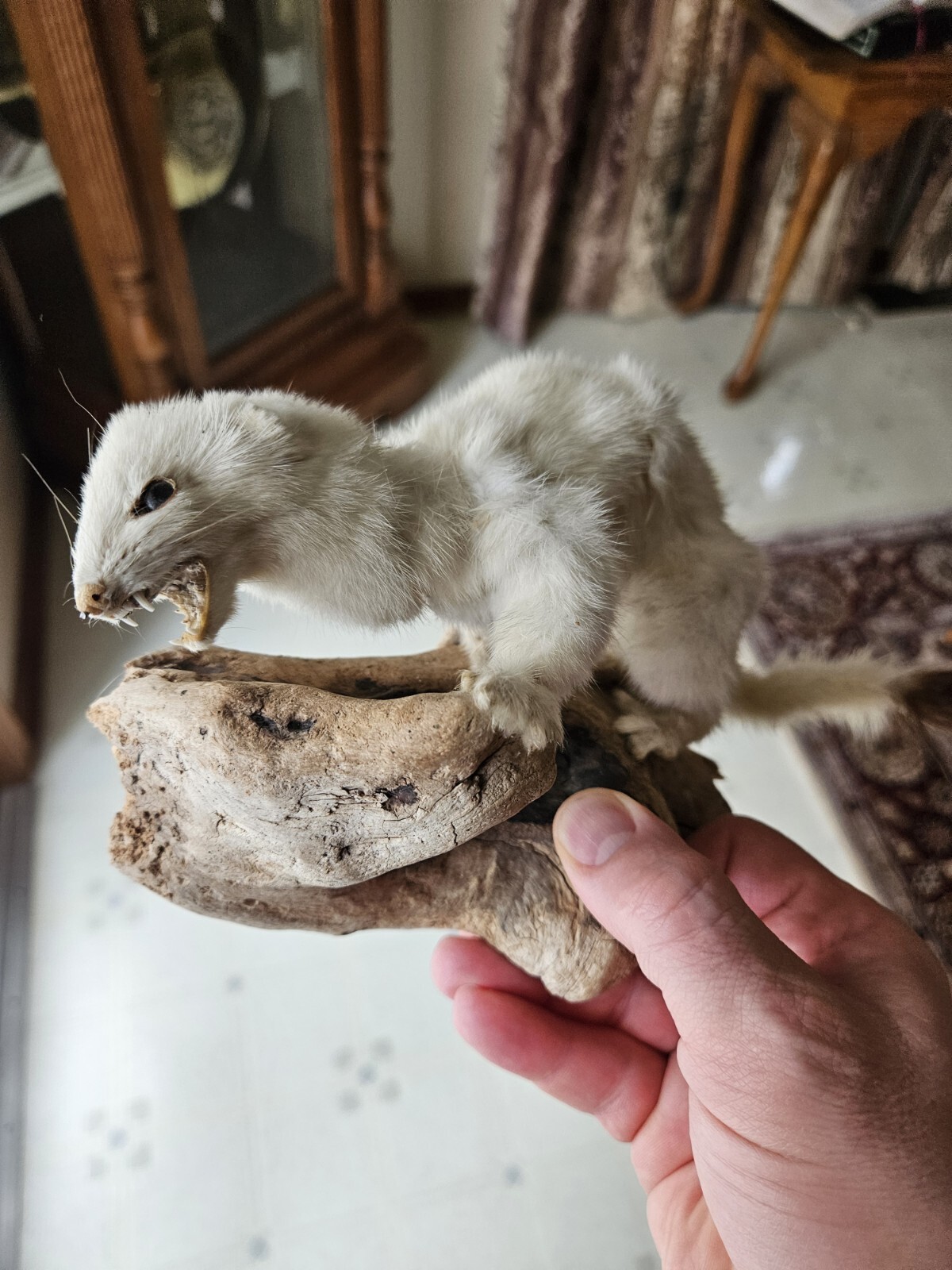 Taxidermy Mink Mount | eBay