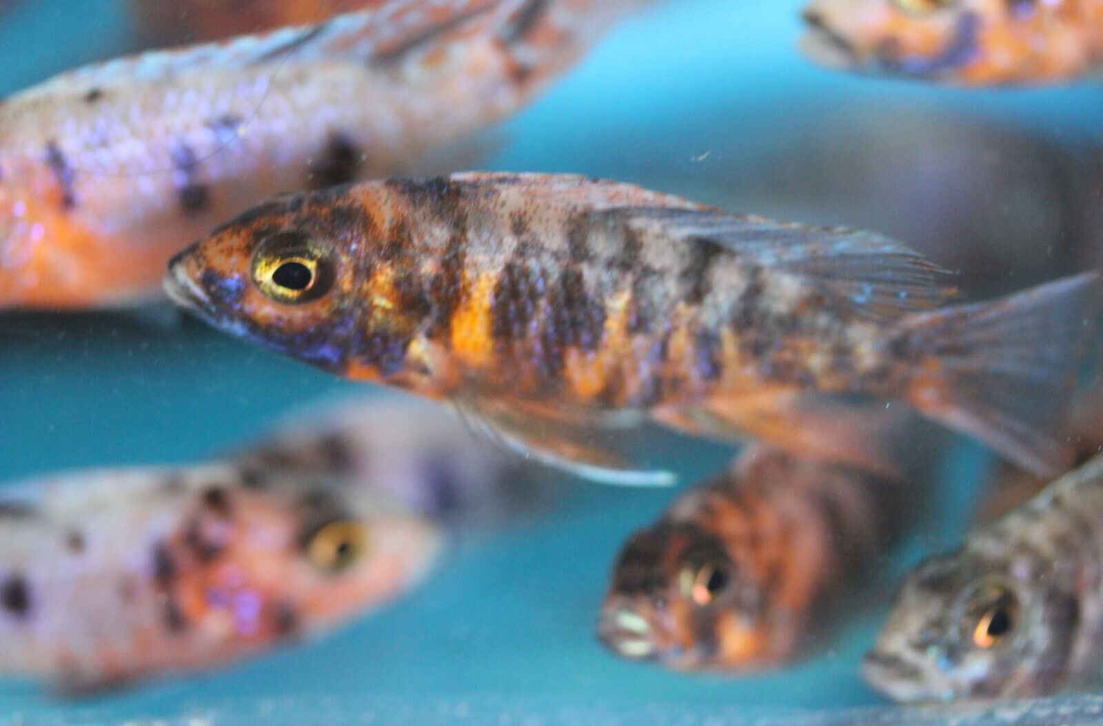 Live 5 pack Mixed Peacock Cichlids Aulonocara Sp. for fish tank ...