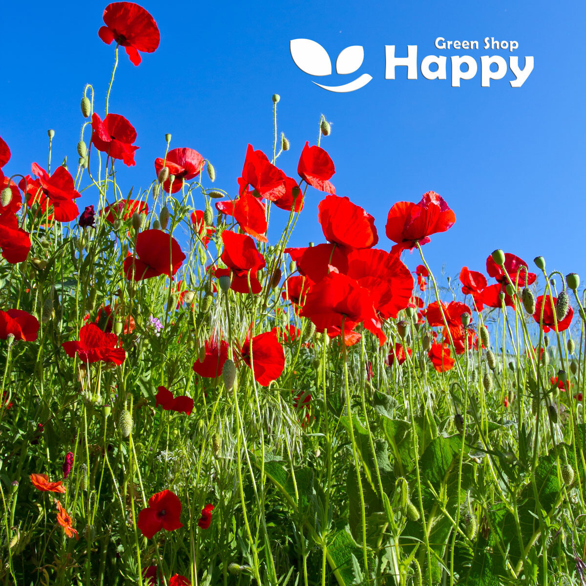 Red Poppy And Corn Poppy | Description, Major Species, Uses, & Facts