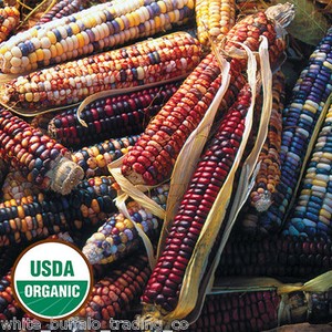 50 USDA Organic Mandan Bride Indian Corn mix USA colors heirloom Zea ...