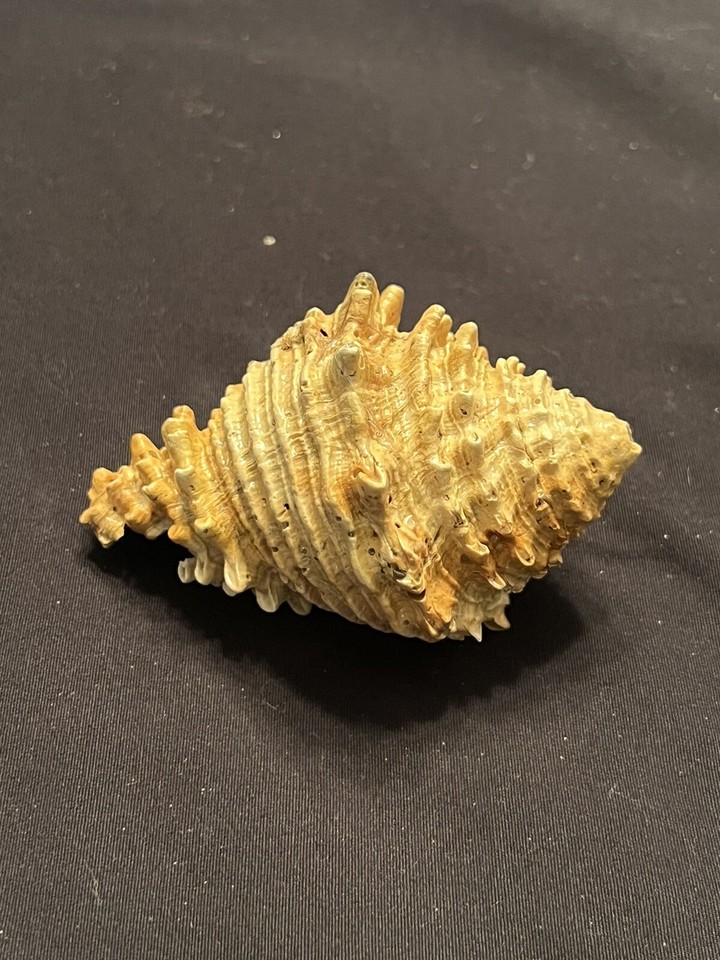 FOSSILIZED Extinct Vase Shell From Florida. | eBay