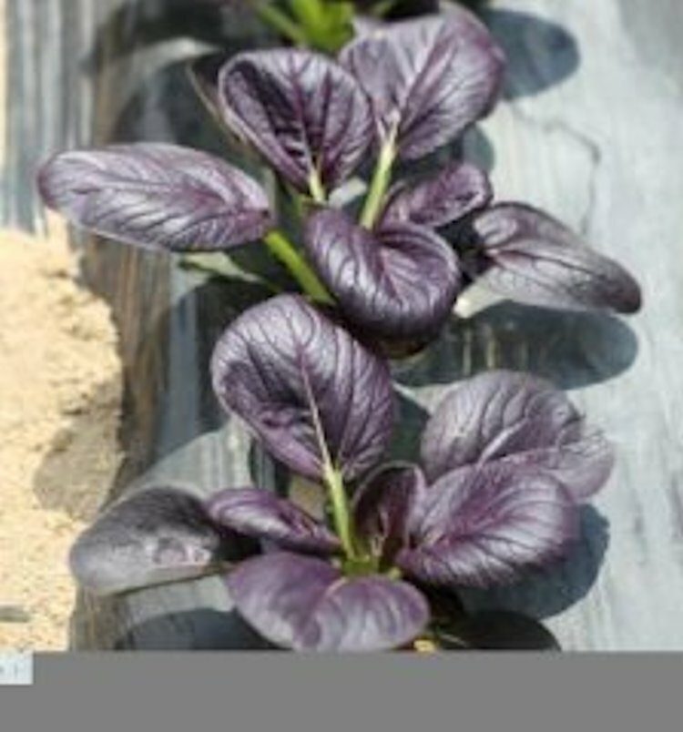 300 Gourmet Purple Hybrid Pak Choi Seeds - Bok Choi Brassica rapa ...