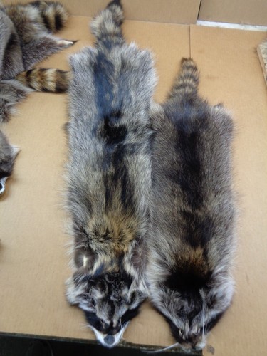 Professionally Tanned #1 XXXL Raccoon/Coon Hide/Furs/Pelts/Taxidermy ...