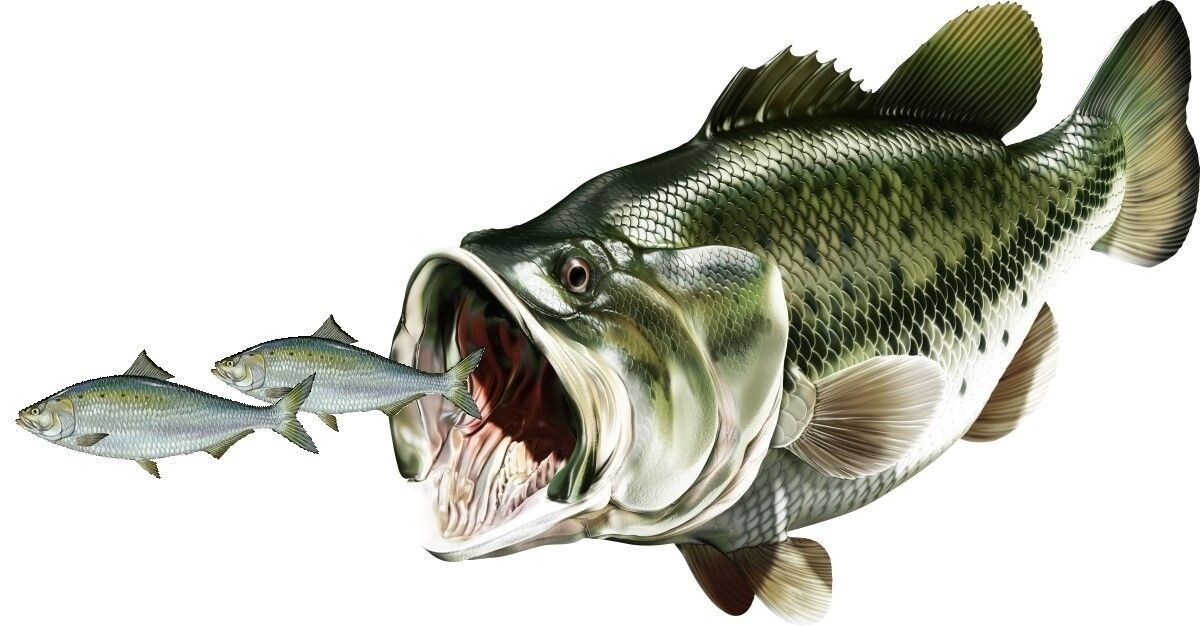 Bass Chasing Shad Fish Fishing Color Decal 12" Boat, Car, Camper ...