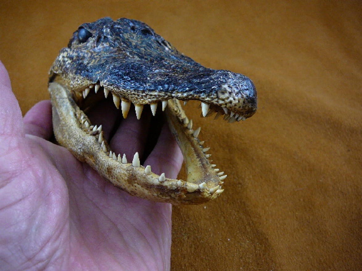 (G-Def-185) 5-1/8" Deformed Gator ALLIGATOR Aligator HEAD teeth ...