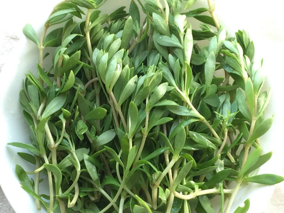 Sedum Sarmentosum, Fast Growing, Creeping, Perennial Edible, Live ...