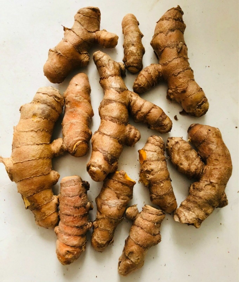10PCS TUMERIC ROOTS FOR PLANT-CURCUMA LONGA-ARTHRITIS PAIN,MAKE TEA ...