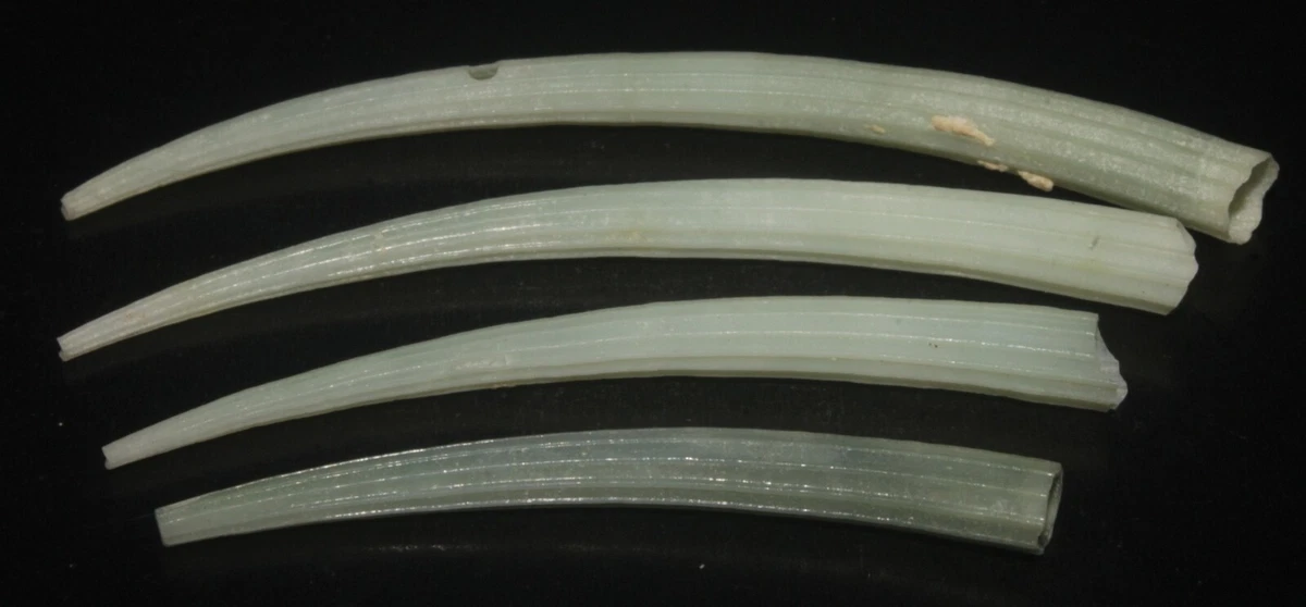 Dentalium Tusk Shell
