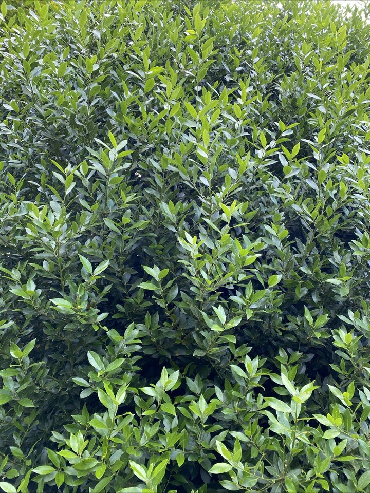 SWEET BAY TREE GARDEN PLANT EVERGREEN HARDY LAUREL SHRUB LAURUS NOBLIIS ...