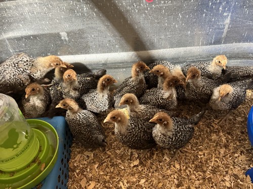 Silver Deathlayer Hatching Eggs (12+) | eBay