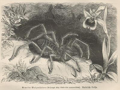 Gemeine Walzenspinne (Solpuga oder Galeodes araneoides) | eBay.de