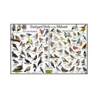 Backyard Birds of the Midwest Bird Identification Poster / Bird ID ...