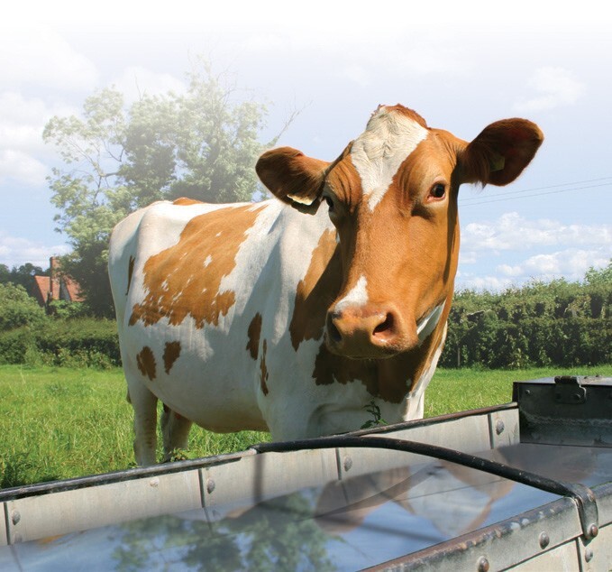 BIOVERSE HEALTHY PONDS 52602 STOCK TANK WATER CLEANER 250 DISPENSER+3 ...