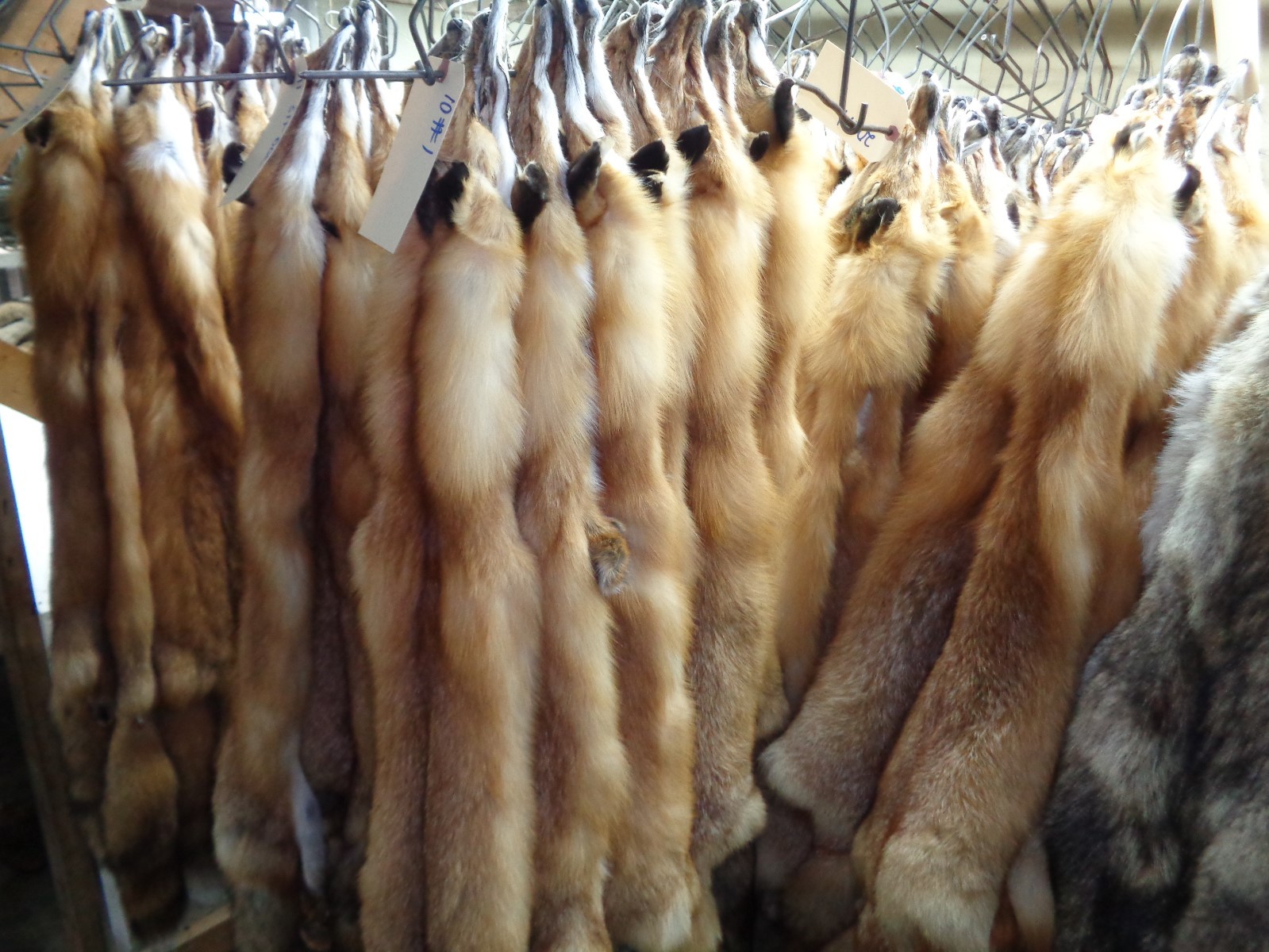 Tanned Red Fox Hides/Furs/Trapping/Taxidermy/Crafts/Freshly tanned/USA ...