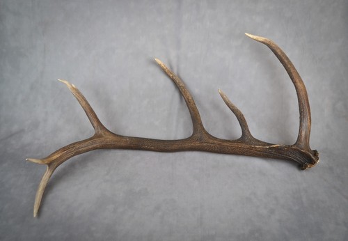 Massive Chocolate Brown Red Stag Shed Antler - bull European elk, 7 ...