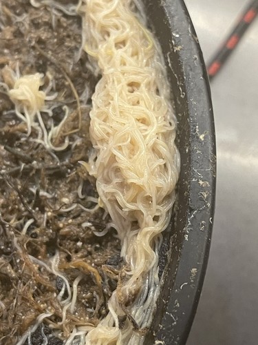 LIVE WHITE WORM STARTER CULTURE discuss Food, Frogs fish Food ...