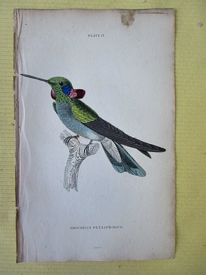 Vintage Hummingbird Drawings