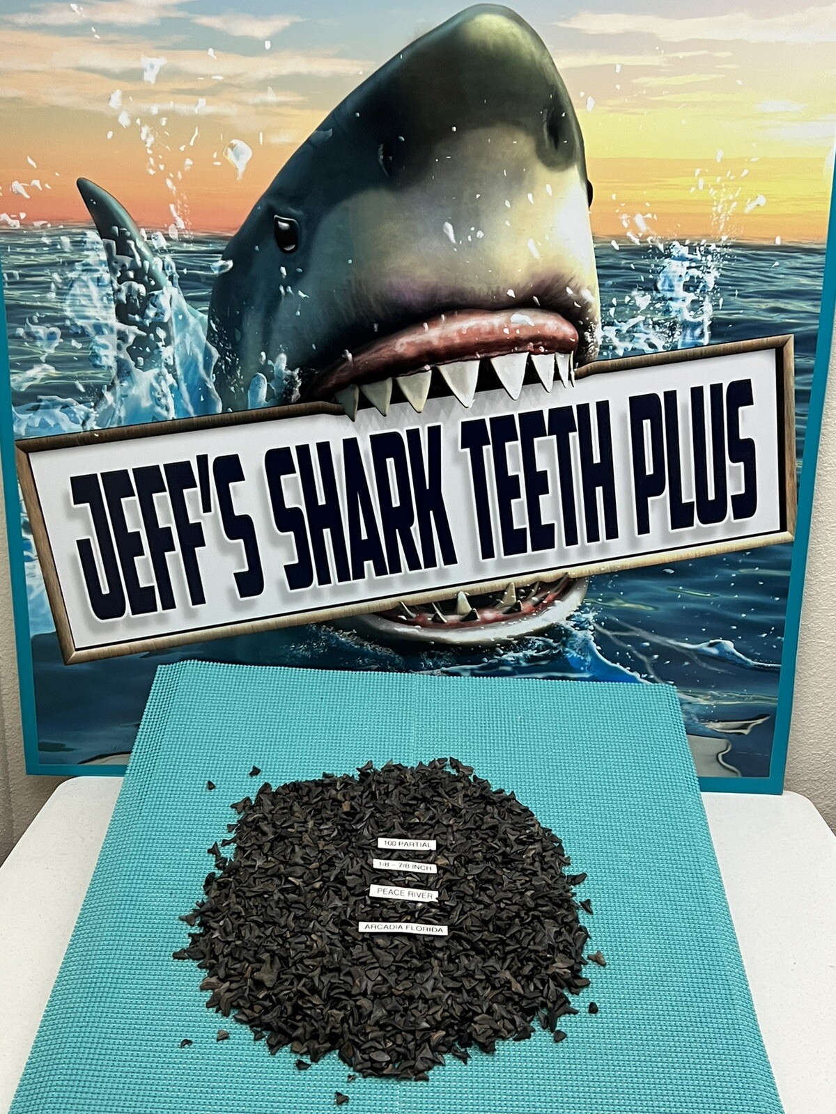 LOT OF 100 FOSSILIZED ( PARTIAL) SHARK TEETH FROM THE PEACE RIVER ...