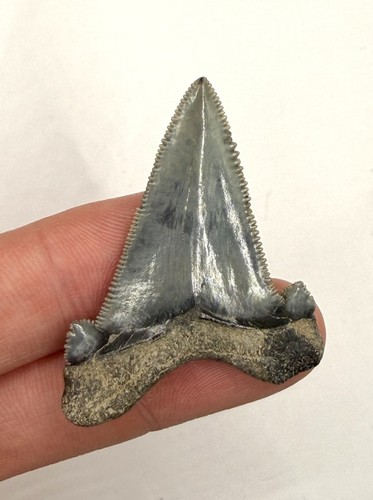 1.76” Serrated Quality Lowcountry Angustiden Shark Tooth Fossil | eBay