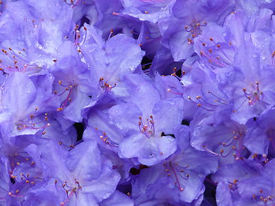 Blue Diamond Rhododendron in 9cm Pot, Outstanding Violet-Blue Flowers ...