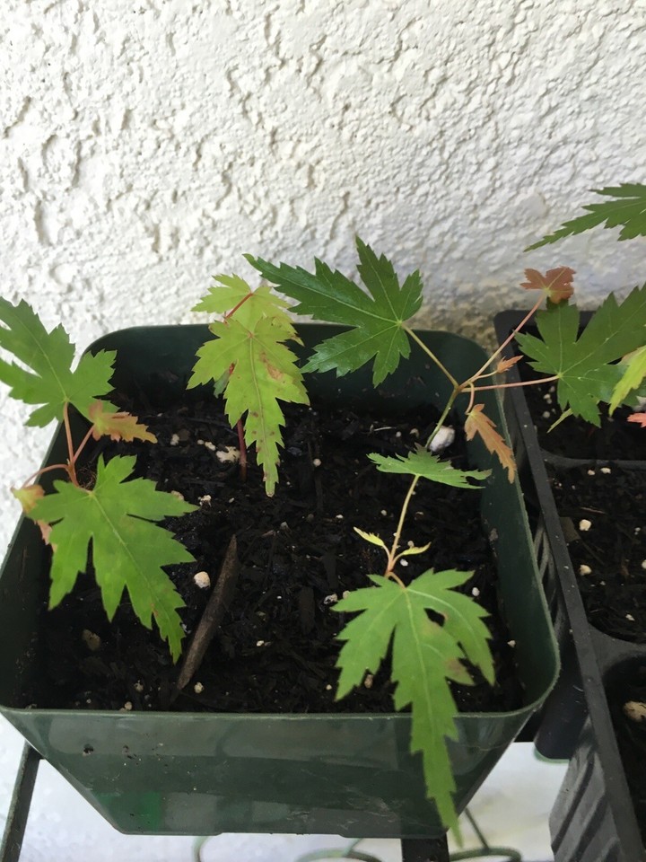8 Japanese Maple Seedlings Pre-Bonsai Acer Palmatum 2” Tall Mixed ...