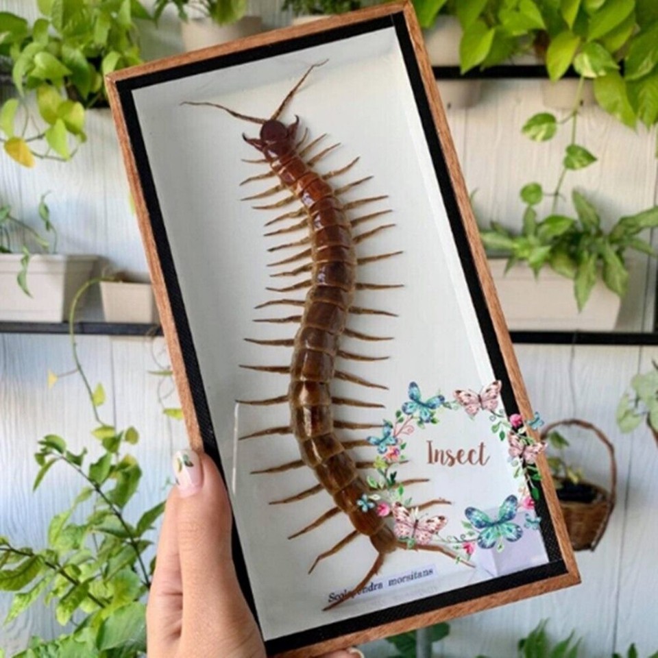 Real Centipede Rare Taxidermy Insects Beetle Fly Wood Frame Strange ...