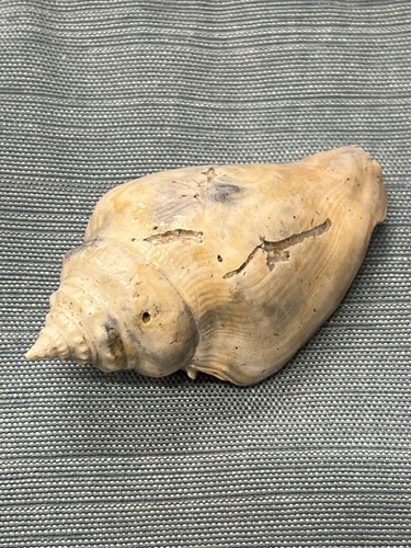 RARE Fossilized FIGHTING CONCH Shell From Central Florida. Pliocene Era ...