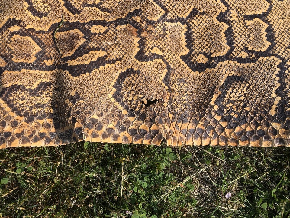 Rare Full Body Super Long 14 Foot Rock Python Snake Skin Shed Hide ...