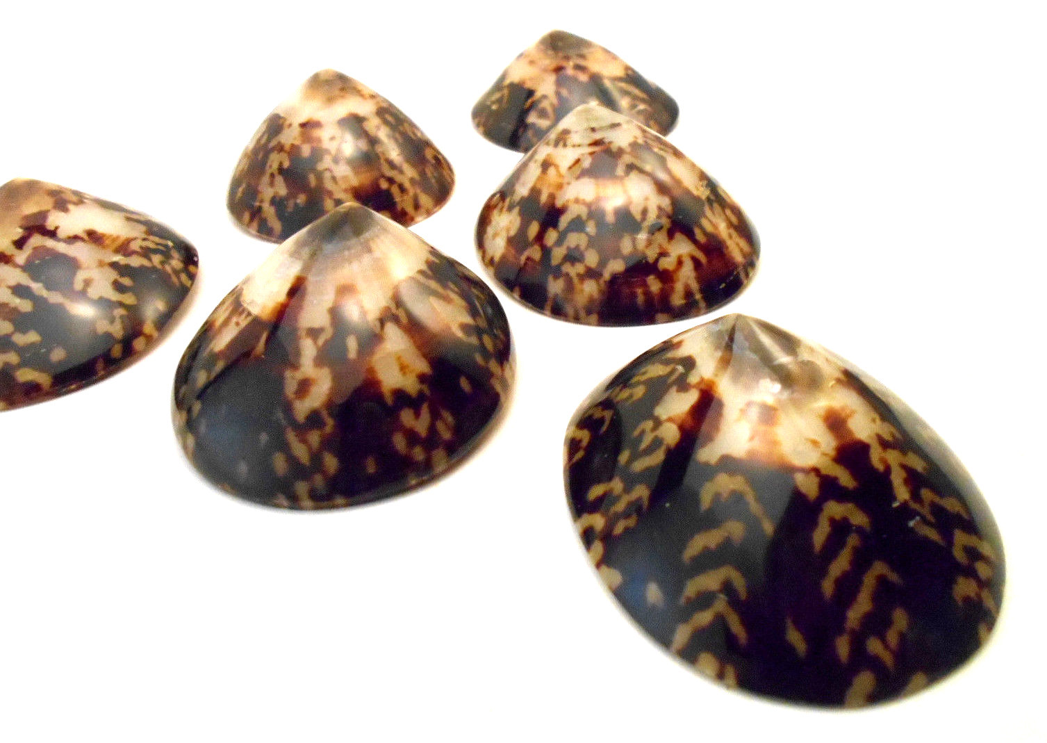 12 Hawaiian Polished Oval Limpet Shells Seashells 1 1/2-2" (38-50mm ...