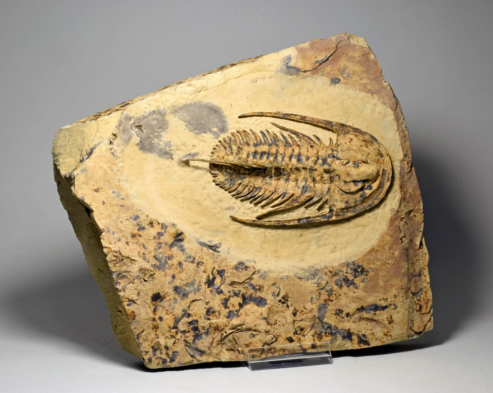 Rare 10.2 cm trilobite Fallotaspis | eBay