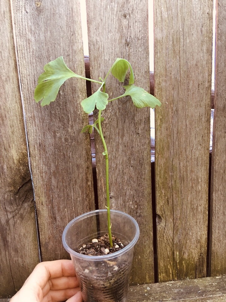 Ginkgo Biloba Tree Seedling Ready to Plant unsexed 6-8 inches | eBay