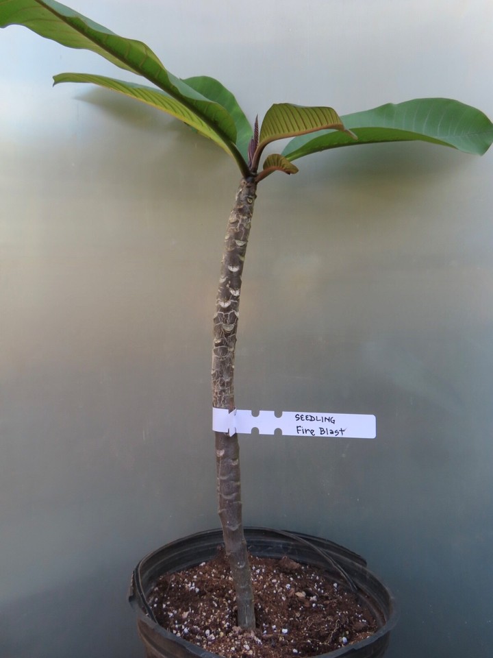 VERY RARE! FIRE BLAST ROOTED Seedling PLUMERIA PLANT - 17" - 1 TIP | eBay